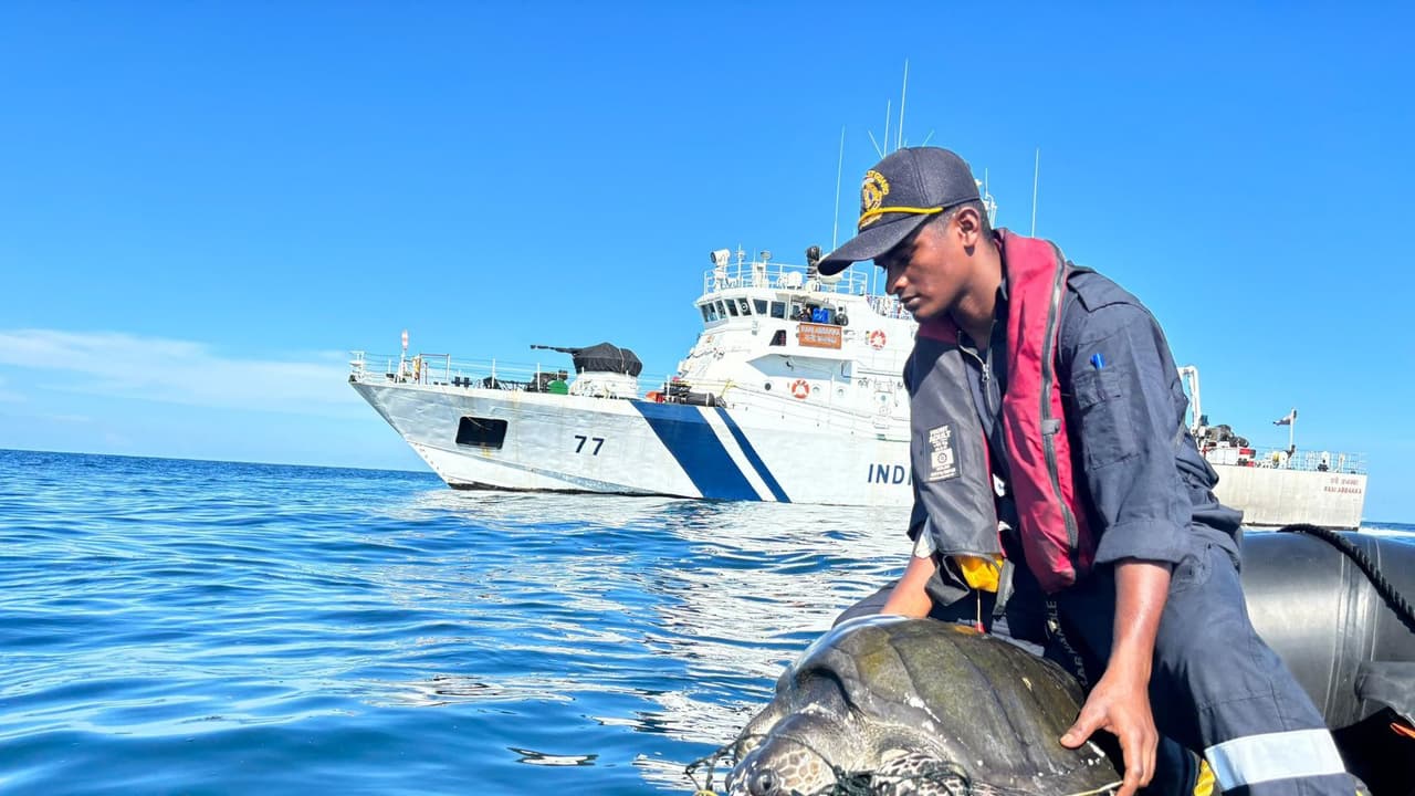 What is Operation Olivia: Indian Coast Guard's mission to protect Olive ...