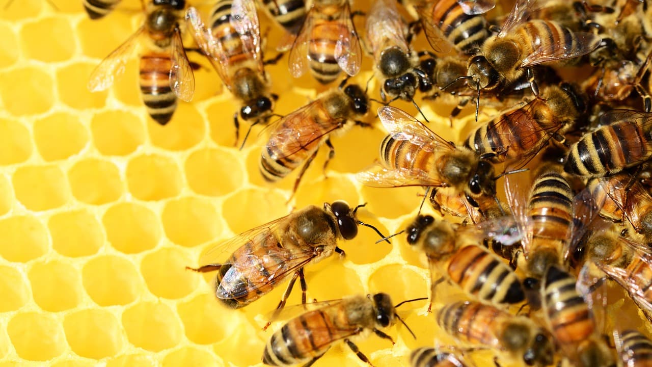 Why Rising Global Temperatures Could Endanger Honey Bees Worldwide ...