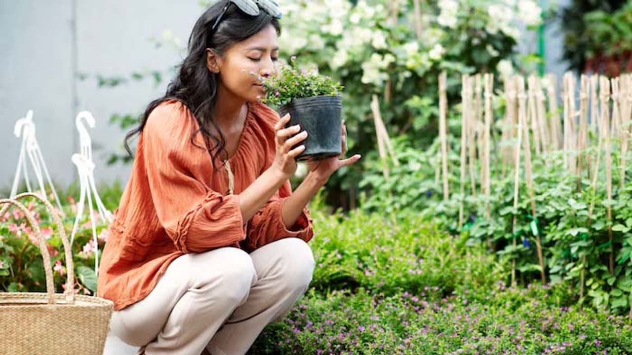 Gardening Guide: Step by step process to grow cherry and Chillies on ...