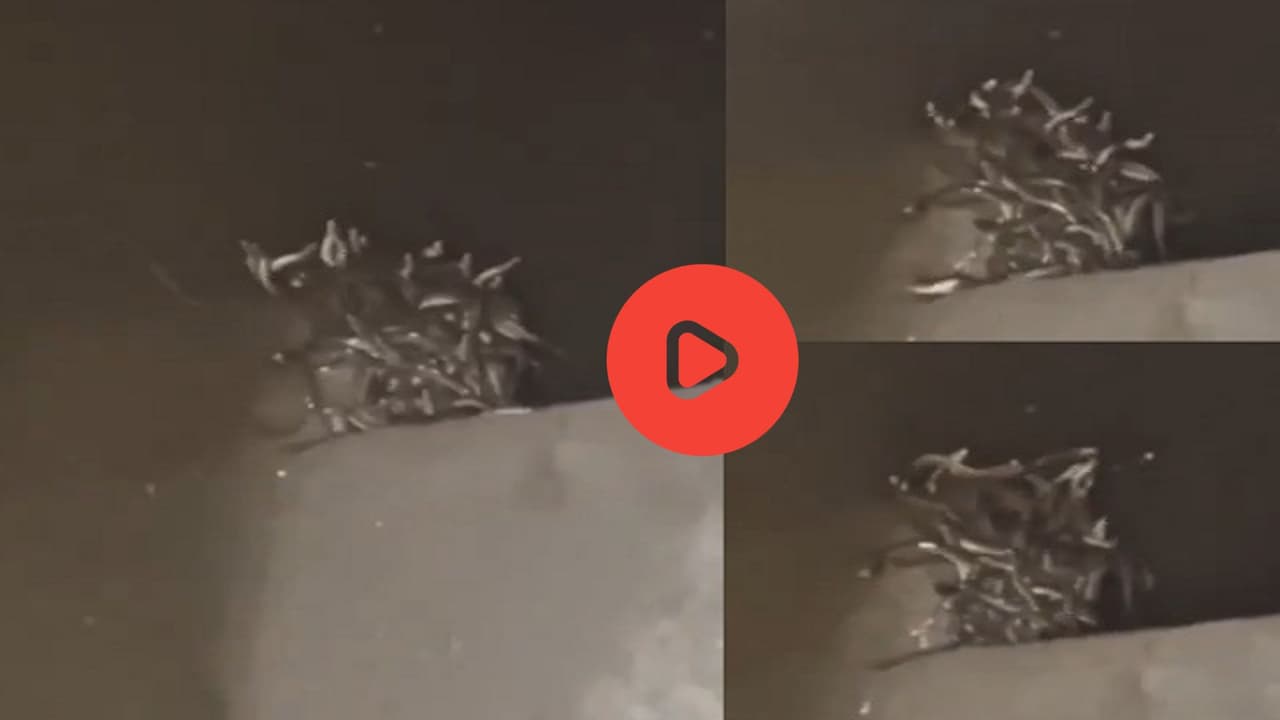 70+ Snakes Found Hiding Under Toilet Tank in Maharajganj Village, Viral ...