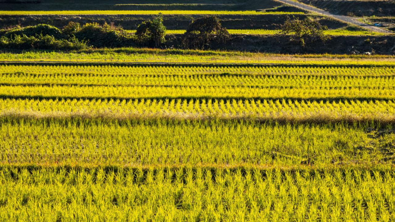 Why rice prices are soaring in Japan? Inflation, shortages, and ...