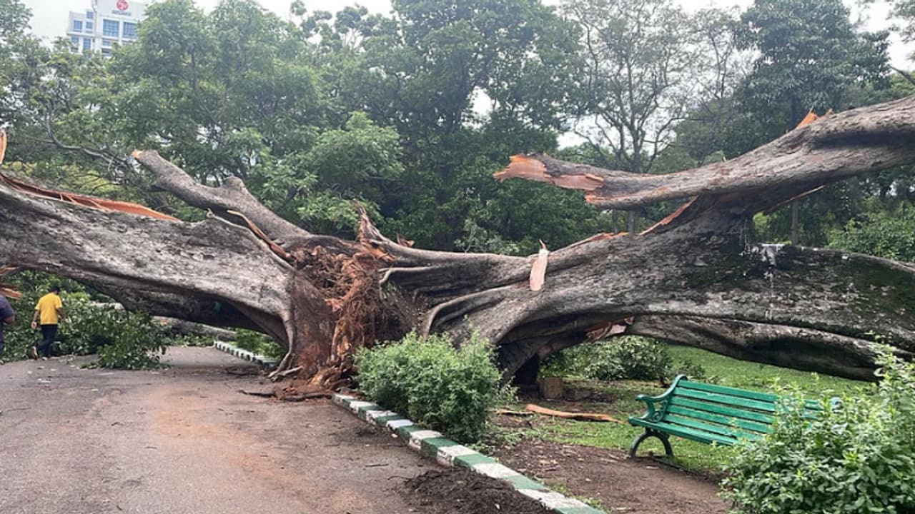 बंगळुरुच्या लालबाग बोटॅनिकल गार्डनमधील १५० वर्ष जुने झाड कोसळले ...