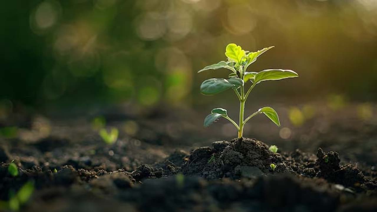 Gardening Guide: Science behind soil health and how to boost plant ...