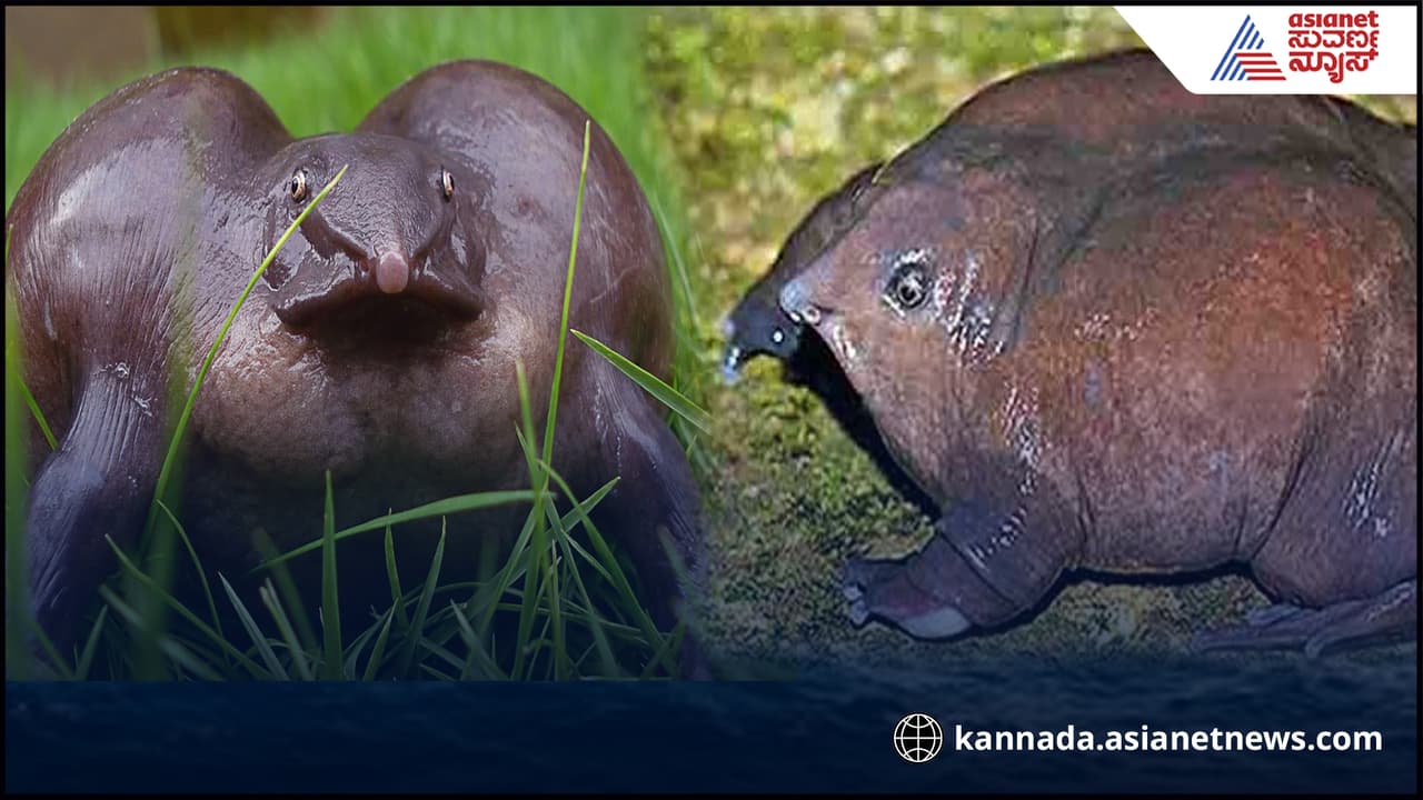 Mahabali Frog: ಭೂಗತ ಲೋಕದಿಂದ ವರ್ಷಕ್ಕೊಮ್ಮೆ ಮೇಲೇರಿ ಬರುವ 'ಮಹಾಬಲಿ' ಕಪ್ಪೆ ...
