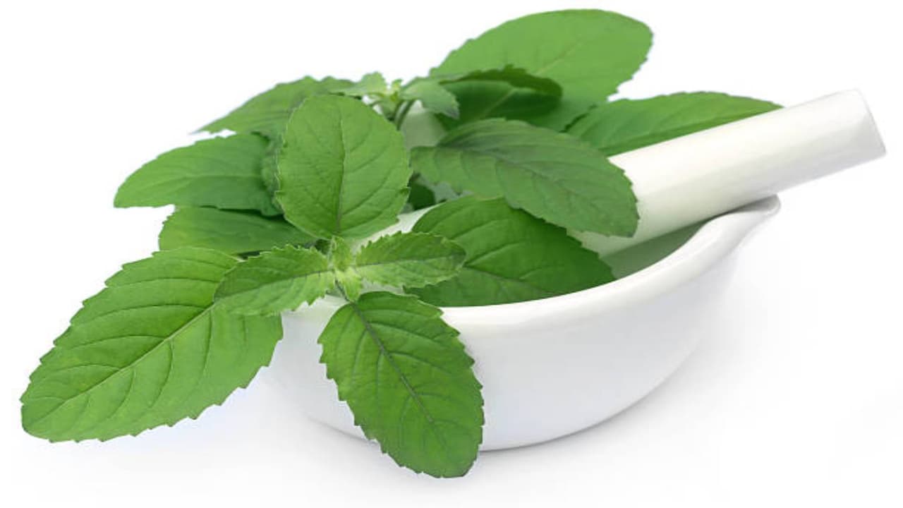 8 surprising benefits of eating tulsi leaves every morning; see here ...