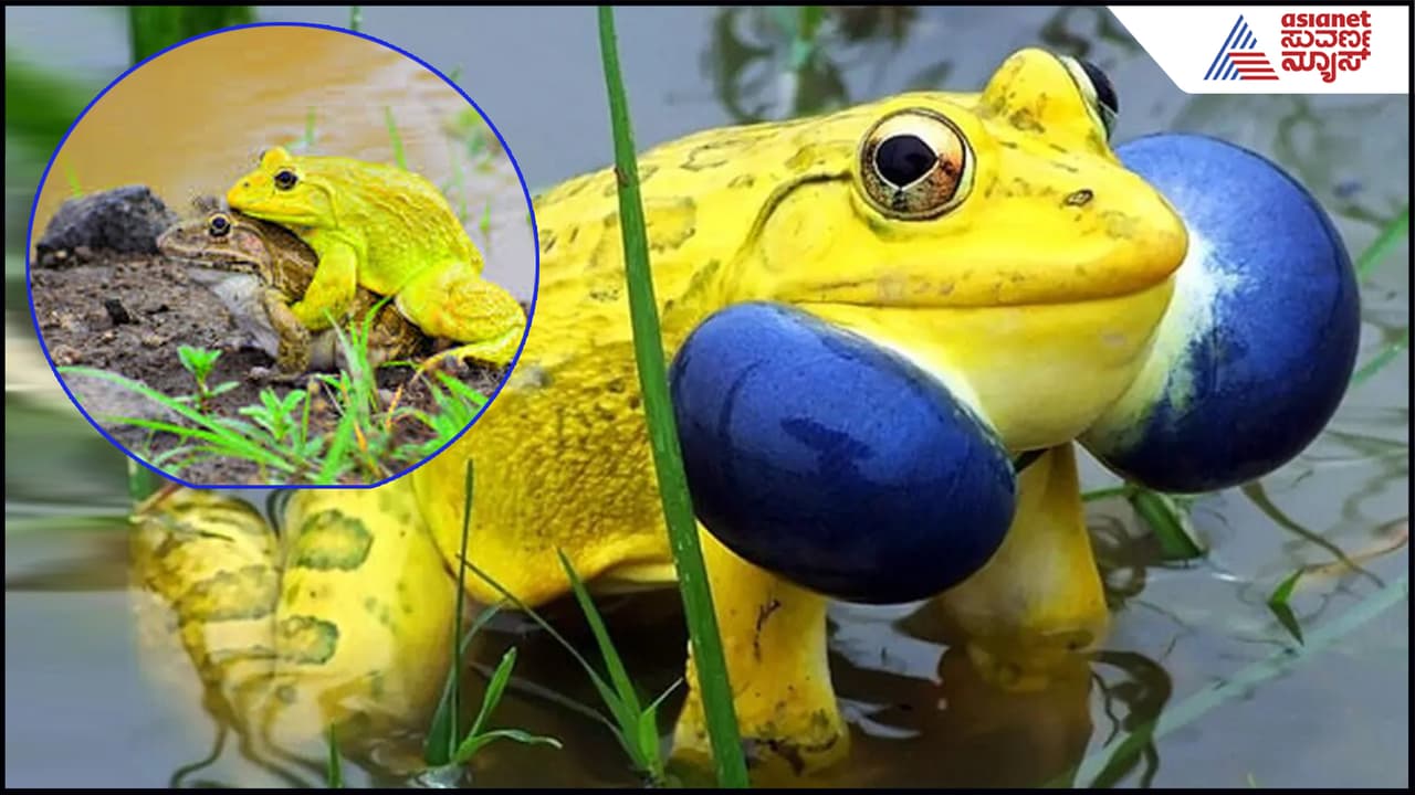Bullfrogs in Yellow: ಸಂತಾನೋತ್ಪತ್ತಿಗೆ ಬಂದ ಕಪ್ಪೆಗಳ ಕಲರ್ ಫುಲ್ ಲೋಕ ...