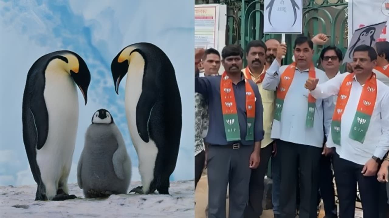 Chicks of controversy: Penguin names spark language row at Mumbai zoo ...