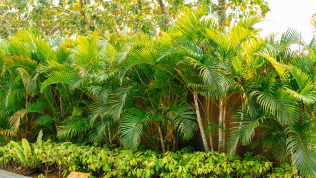 2025ರ ಮಹಾ ಅಭಿಯಾನ ಜನರ ಆಂದೋಲನ, ಮುಂಚೂಣಿಯಲ್ಲಿದೆ ಸೋನ್‌ಬದ್ರ ಜಿಲ್ಲೆ | Up ...