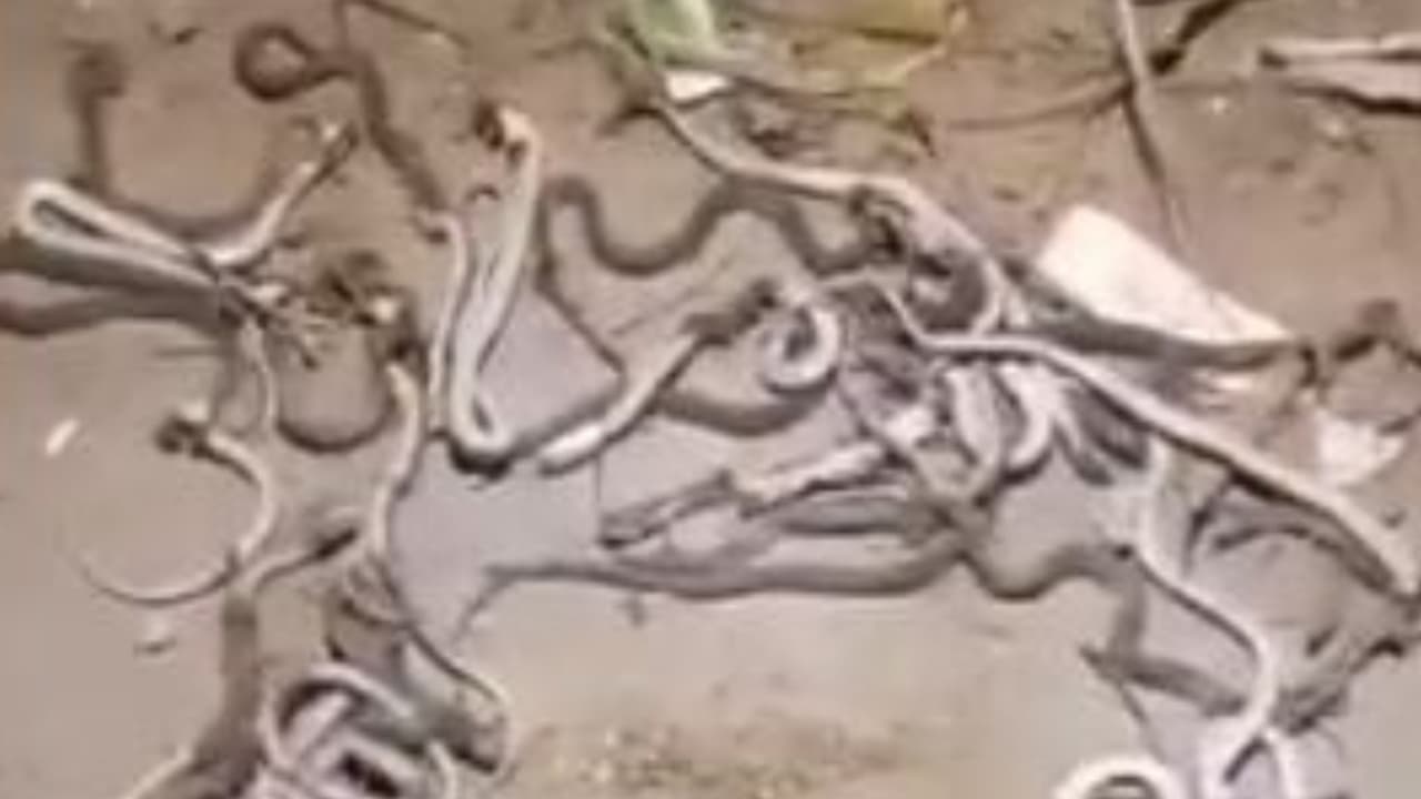 കട്ടിലിന് സമീപത്തെത്തിയ വീട്ടുകാരൻ കണ്ടത് മുറ്റത്ത് പാമ്പുകളുടെ പ്രളയം ...