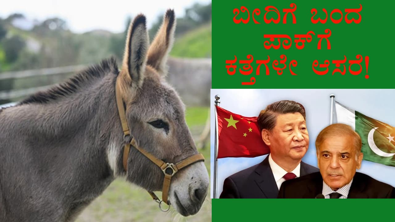 Donkey Price Soar in Pakistan: ಹೆಚ್ಚೆಚ್ಚು ಕತ್ತೆ ಹುಟ್ಟಿಸಲು ಪಾಕ್ ಯೋಜನೆ ...