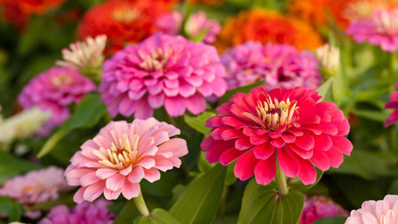 Flowering Plants for Balcony: 5 Fragrant and Colorful Flowers to Grow ...