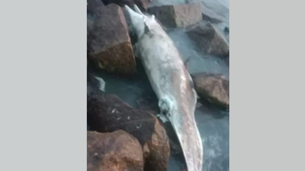 Carcass of another dolphin wash up on punnapra coast; പരിക്ക്, രക്തം വാ ...