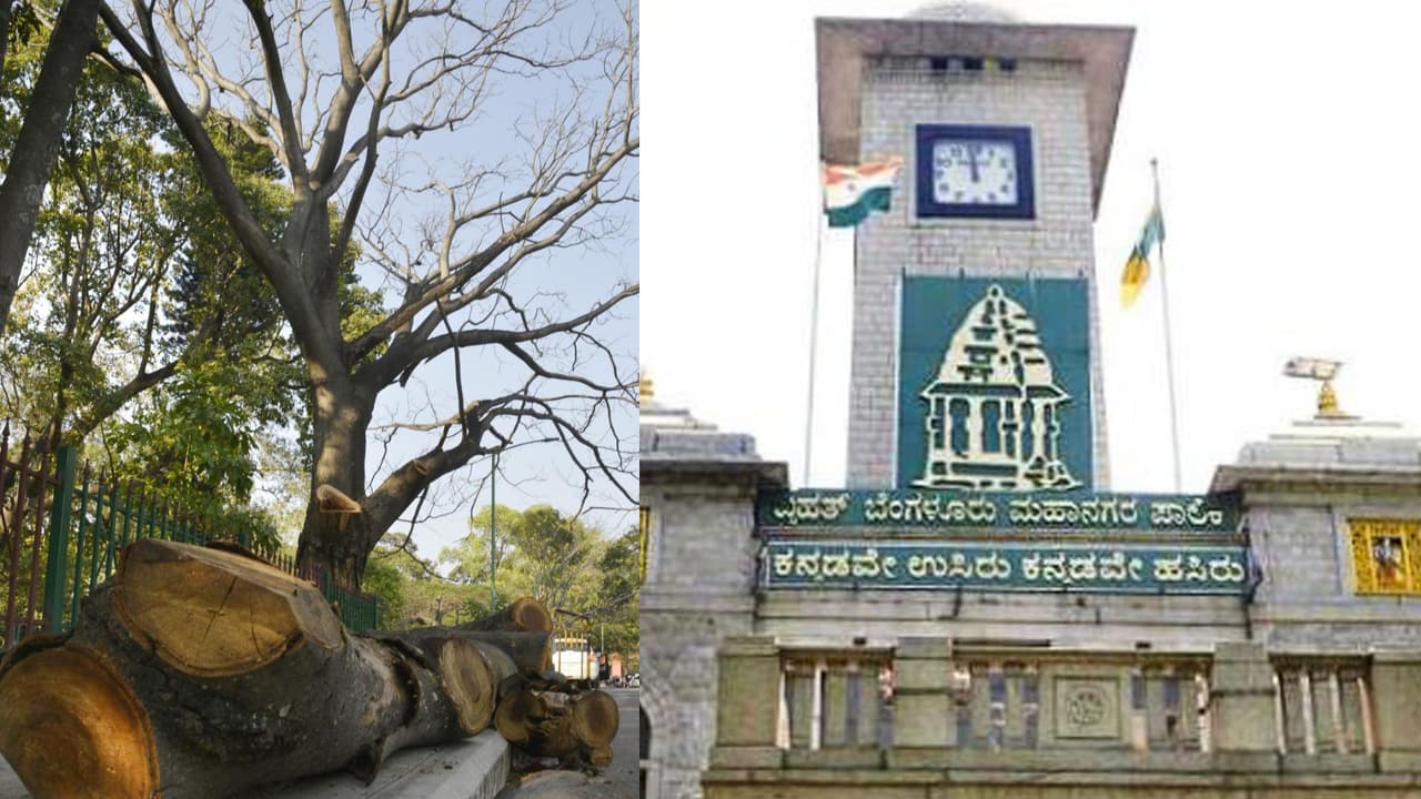 BBMP dry tree removal: Bengaluru residents urged to report dangerous ...