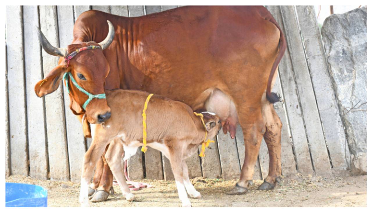 Beer Bill in Rajasthan 's Jodhpur Includes 20% ‘Cow Cess’, Sparks ...