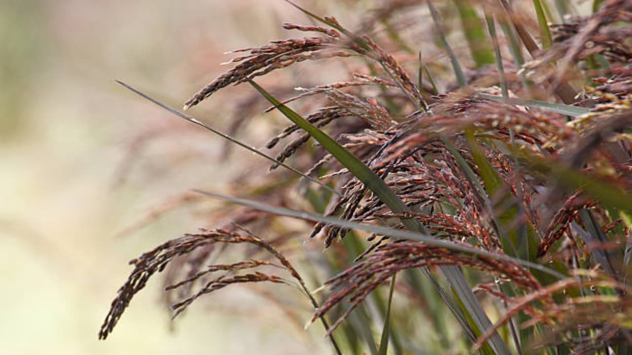 healthy rice varieties: அரிசி உணவு சாப்பிட்டாலும் ஆரோக்கியமா இருக்கணுமா ...
