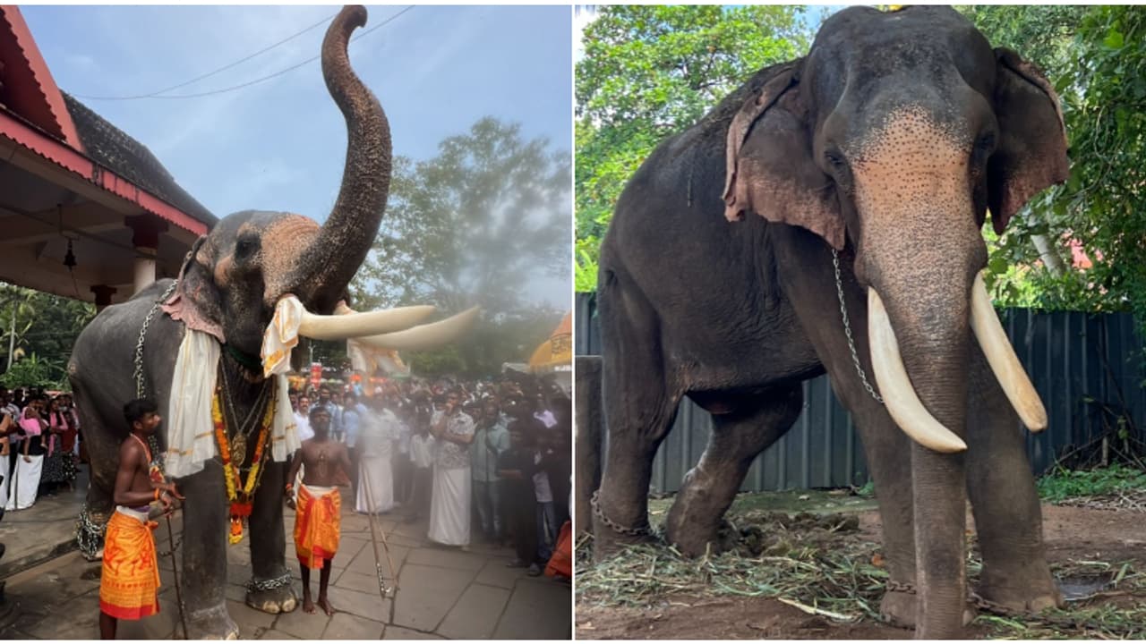 നടി കെ ആ‌ർ വിജയ ശബരിമല നടയ്ക്ക് വച്ച ഗജരാജൻ, ആനപ്രേമികളുടെ പ്രിയങ്കരനായ ...