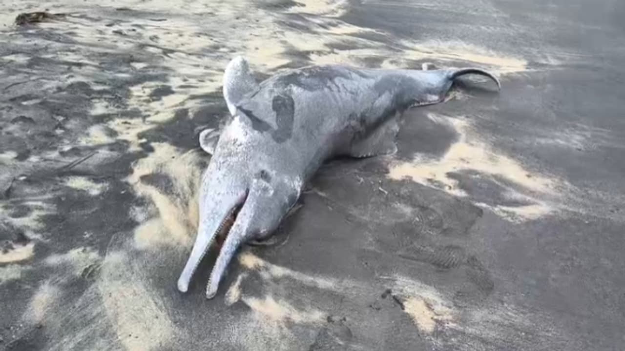 Dolphin's carcass washed ashore വീണ്ടും ഡോൾഫിന്‍റെ ജഡം അടിഞ്ഞു, ഇത്തവണ ...