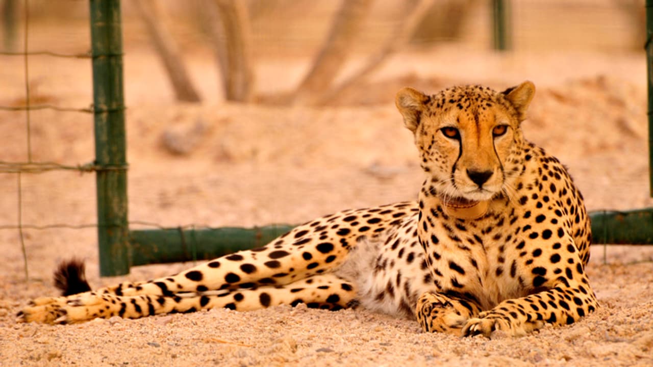 International Cheetah Day 2025: India's Cheetah Comeback Surprises ...