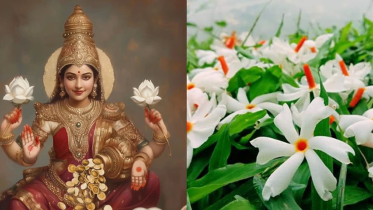 Parijat Plant: పారిజాత మొక్క వల్ల ఊహించని లాభాలు.. ఏ దిశలో నాటాలో ...