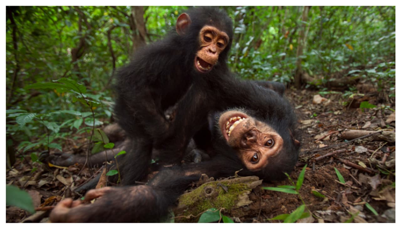 Chimp Mother Disciplines Rock-Throwing Youngster With Branch, Viral ...