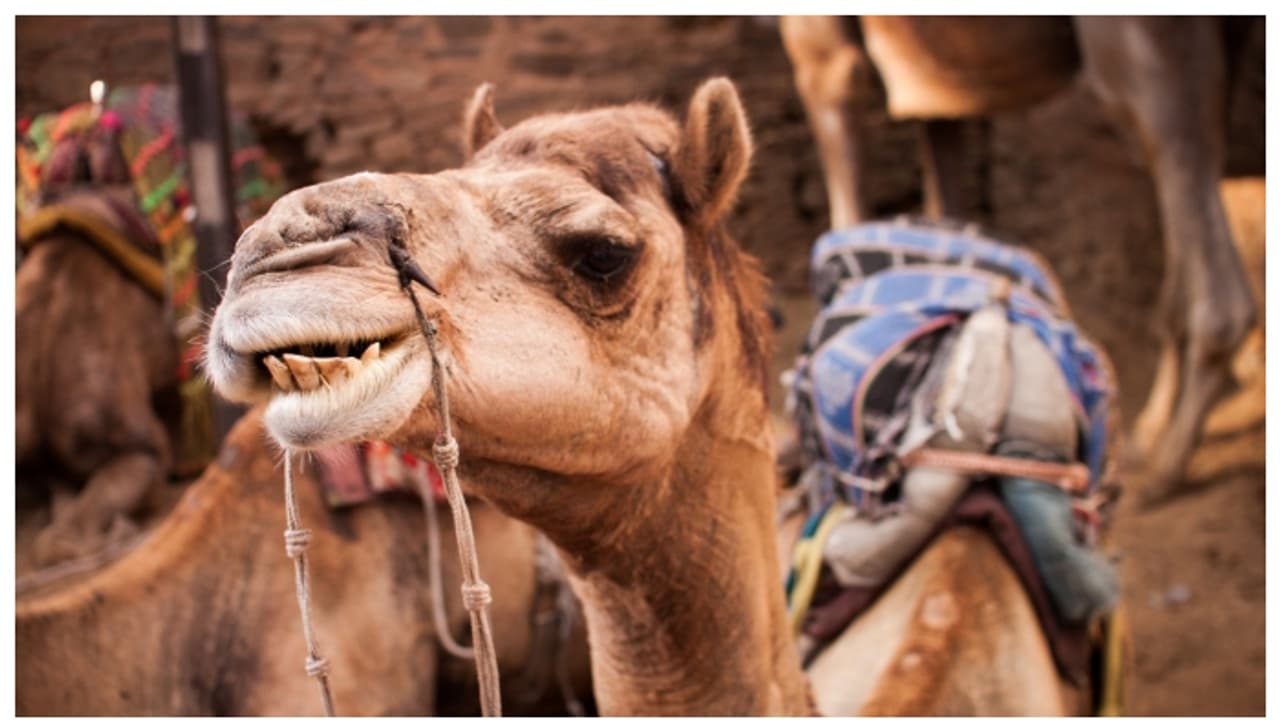 Camel bite : ഒട്ടകത്തിന്‍റെ കടിയേറ്റ ഉടമയ്ക്ക് ഗുരുതര പരിക്ക്; തലയിൽ 20 ...