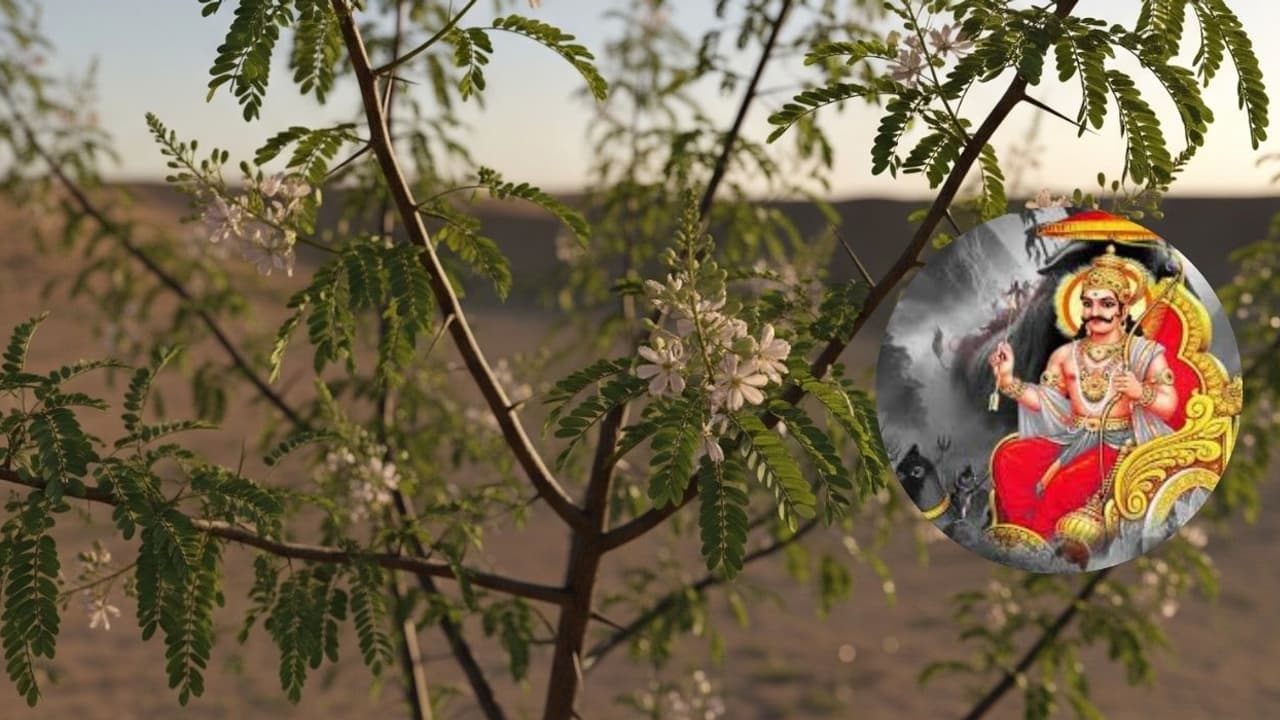 मंगलवार के दिन भूलकर भी न लगाएं शमी के पौधे को हाथ, हनुमान जी की पडे़गी ...