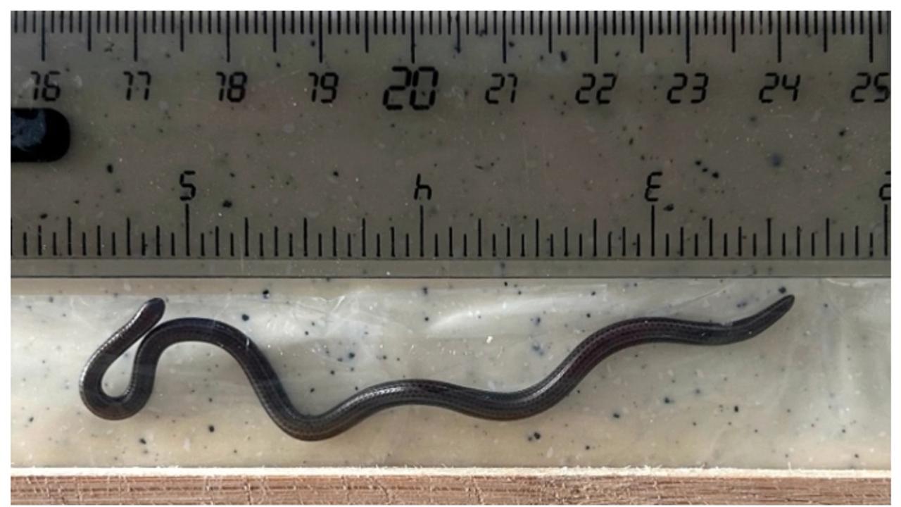 World’s Smallest Snake: വംശനാശം സംഭവിച്ചെന്ന് കരുതി, ഒടുവിൽ ലോകത്തിലെ ...