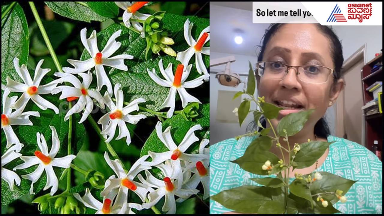 ಆಸ್ತಮಾದಿಂದ ಚಿಕುನ್ ಗುನ್ಯಾದವರೆಗೆ... ಪಾರಿಜಾತ ವೃಕ್ಷದಿಂದ ಅಬ್ಬಾ ಇಷ್ಟೆಲ್ಲಾ ...