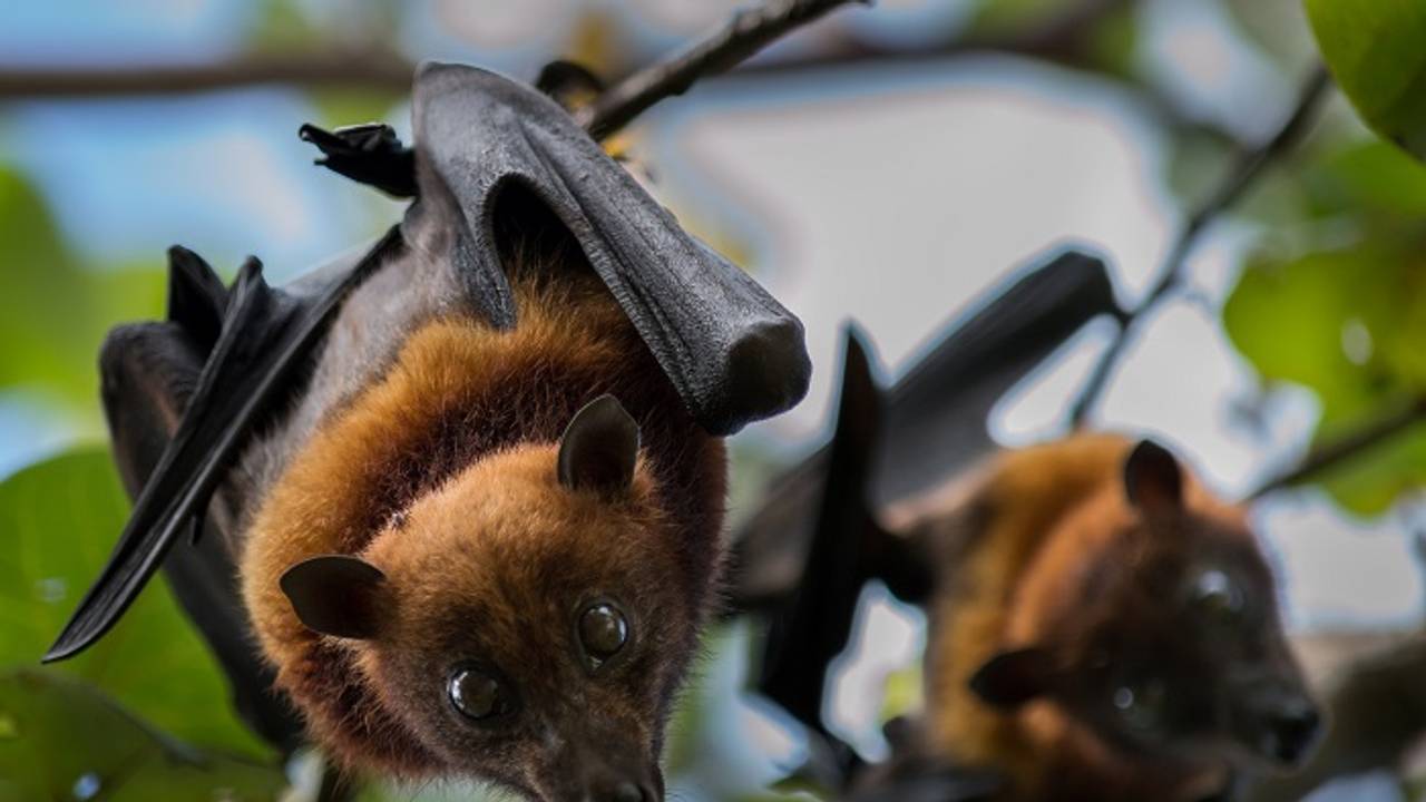Chilli Chicken or Bat? Tamil Nadu Men Caught Selling Cooked Fruit Bat ...