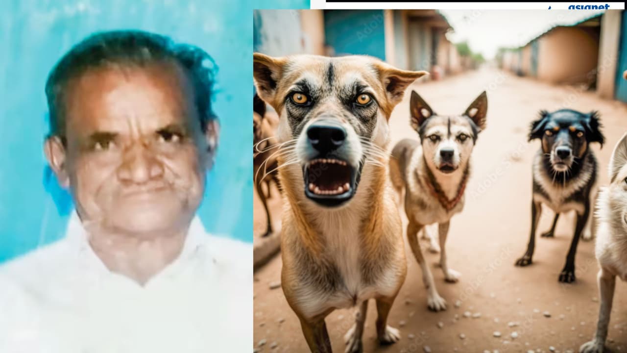 Bengaluru: Elderly Man Mauled To Death In Suspected Stray Dog Attack ...