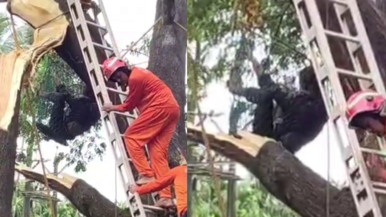 മരം മുറിക്കുന്നതിനിടെ അരയിൽ കയർ കുരുങ്ങി ഒരാൾക്ക് ദാരുണാന്ത്യം Man dies ...