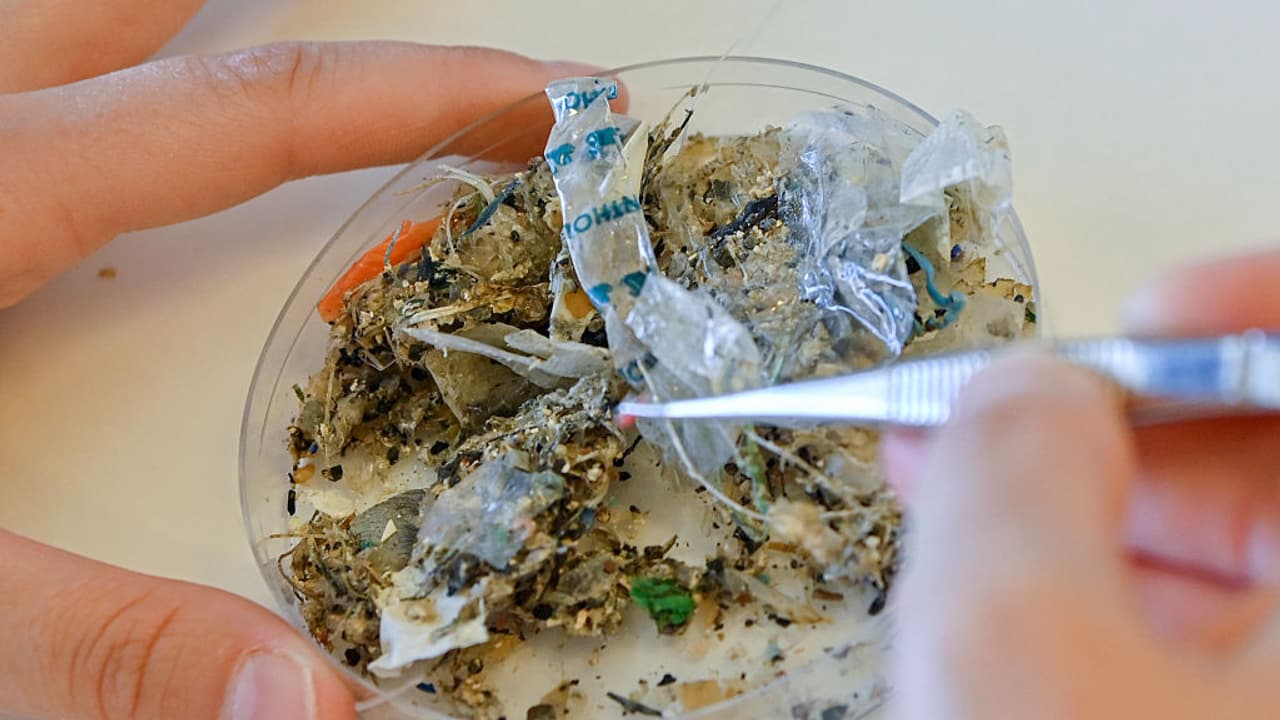 Scientists Find Microplastics In Human Brains. Is This Doing Us Harm ...