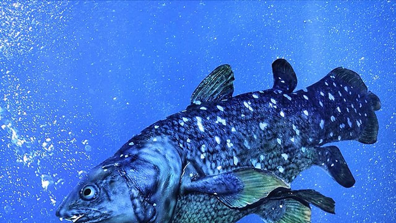 400-Million-Year-Old Fish Forces Scientists to Rethink Human Evolution ...