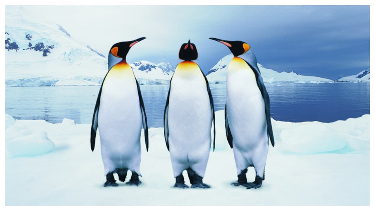 Penguins Breeding Season Changes at Record Pace as Antarctica Warms ...