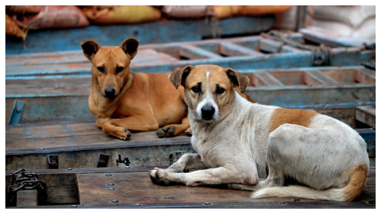 Karnataka MLC SL Bhojegowda Claims 2,500 Dogs Killed During Tenure ...