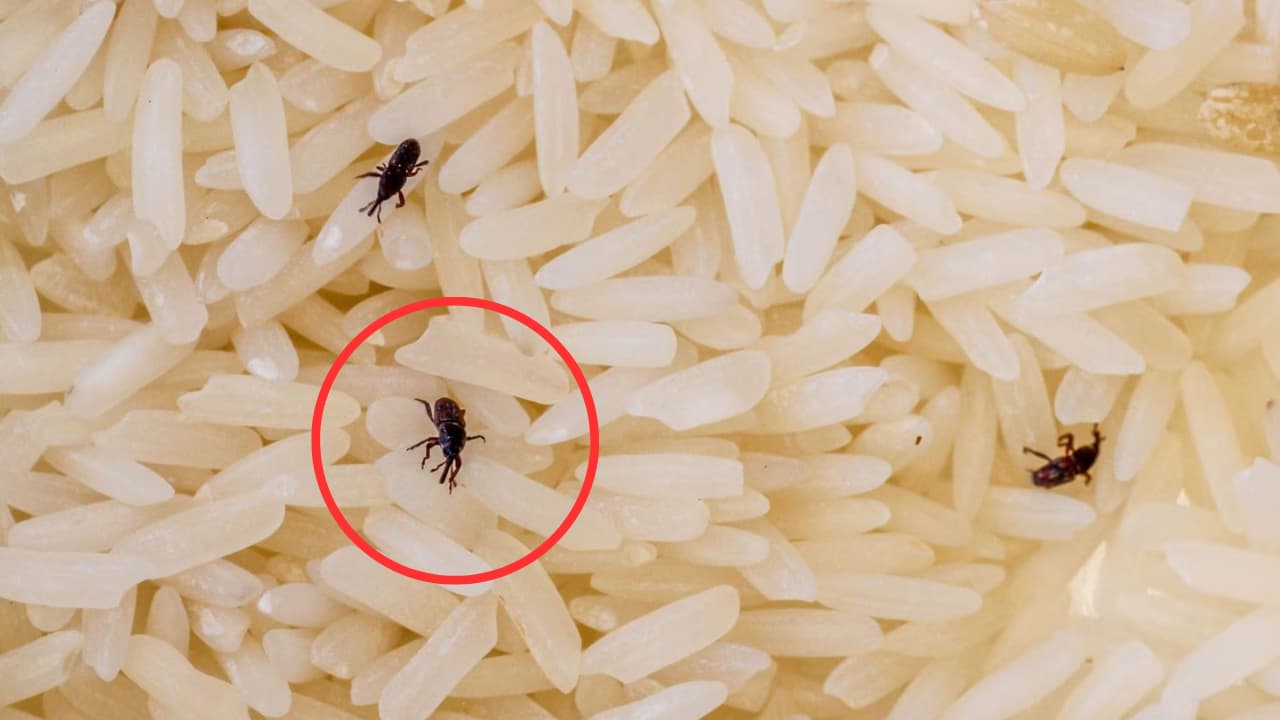 Simple Tricks for Clean Rice : अगदी काही मिनिटांतच स्वच्छ करा तांदूळ ...