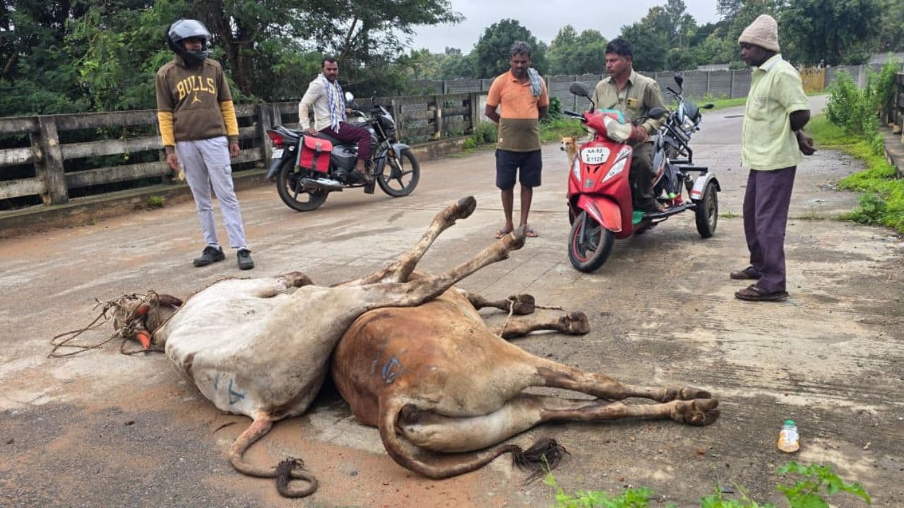 ನೆಲಮಂಗಲದಲ್ಲಿ ಎರಡು ಹಸುಗಳ ಕತ್ತು ಸೀಳಿ ರಸ್ತೆಯಲ್ಲಿ ಬೀಸಾಡಿ ಹೋದ ದುರುಳರು ...