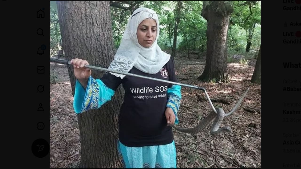 ये हैं कश्मीर की स्नेक लेडी आलिया मीर, बचाती हैं जहरीले सांपों की जान ...