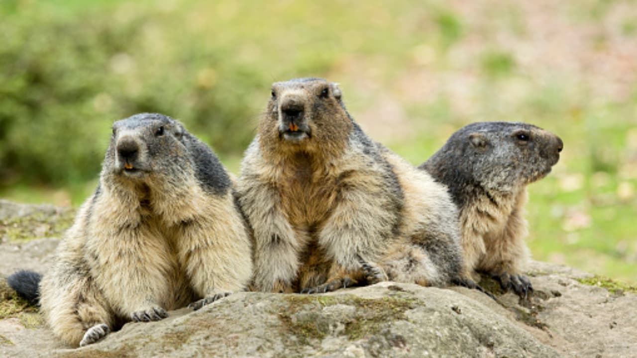 Groundhog steals tourist car key hous long key rescue in china ...