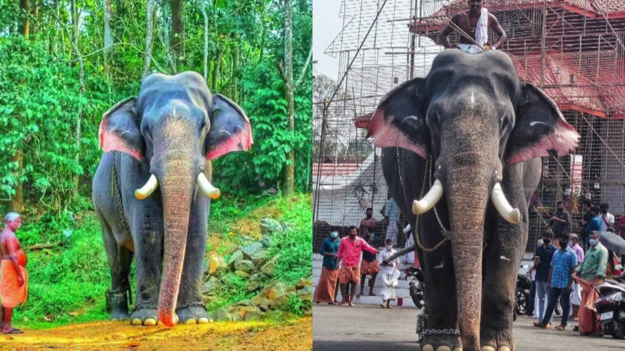 Elephant erattupetta Ayyappan dies |‌ കൊമ്പൻ ഈരാറ്റുപേട്ട അയ്യപ്പ ...
