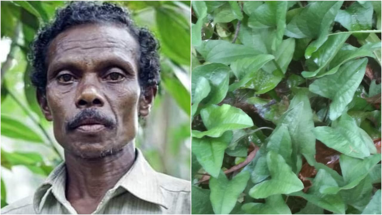 ആരോഗ്യപ്പച്ചയെ പുറംലോകത്ത് എത്തിച്ച കുട്ടിമാത്തന്‍കാണി അന്തരിച്ചു Tribe ...