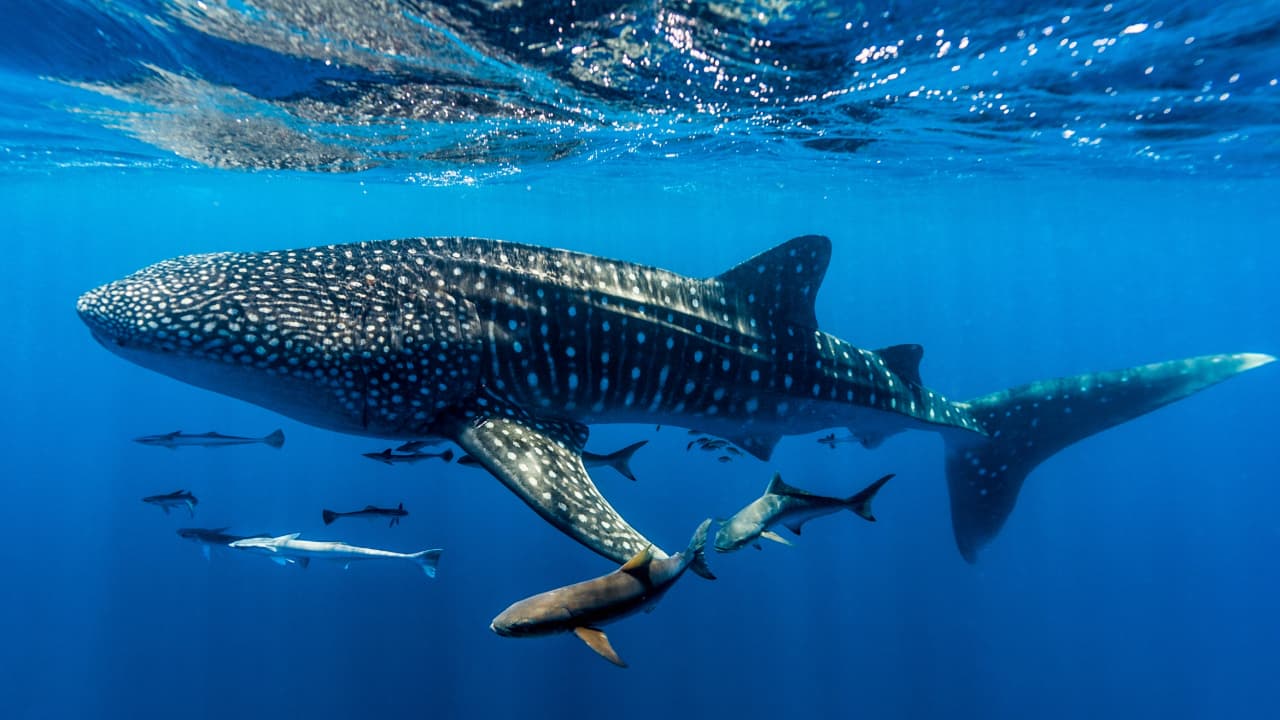 Human Impact on Marine Life Set to Double by 2050, Scientists Warn ...