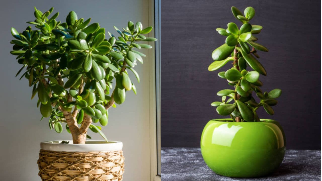 रुक गई है Jade Plant की ग्रोथ? यूज करें किचन में रखी एक चीज, तेजी से ...