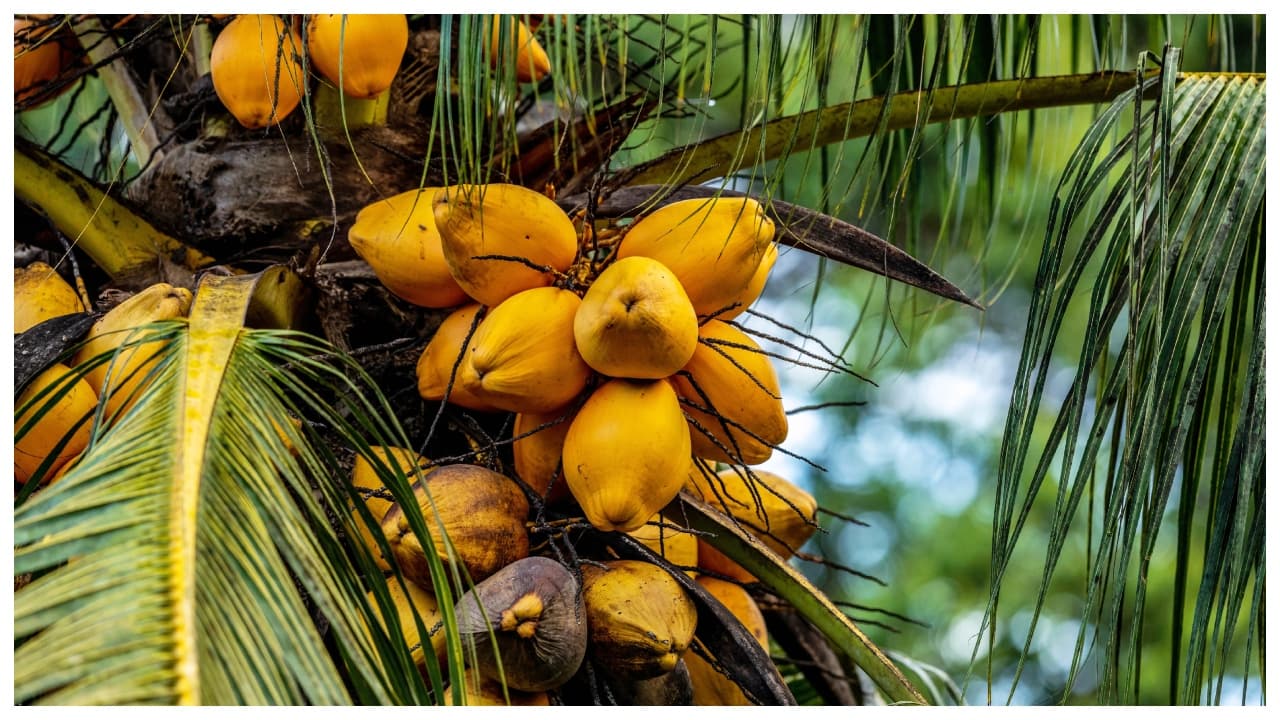 South Indian Curries to North Indian Laddoos: Why Coconuts Stole ...