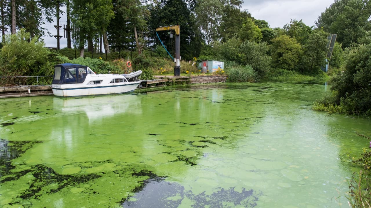UK’s Largest Lake at Risk: Pollution and Algae Blooms Threaten Lough ...