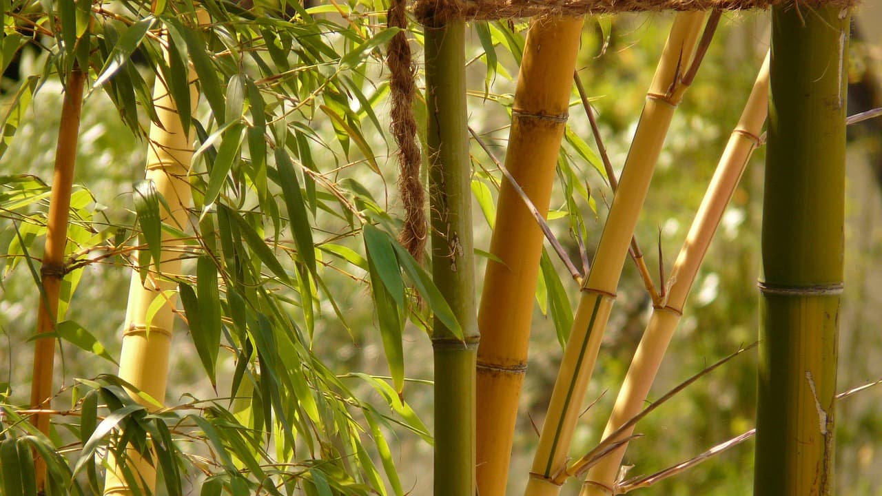 World Bamboo Day 2025 5 types of the plant Check here now about it ...