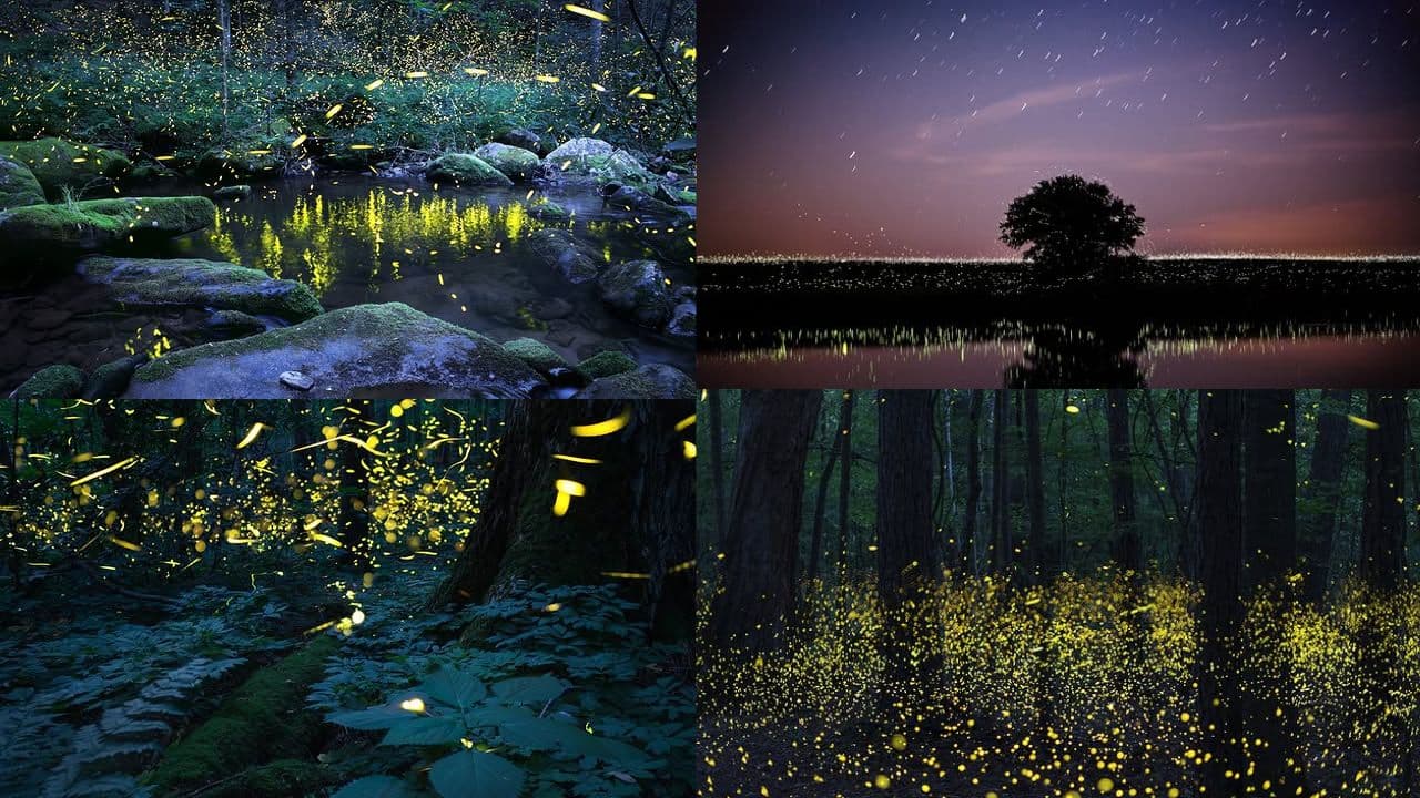Fireflies Places In India: जुगनुओं की चमक से जगमगाती है ये 5 जगह ...