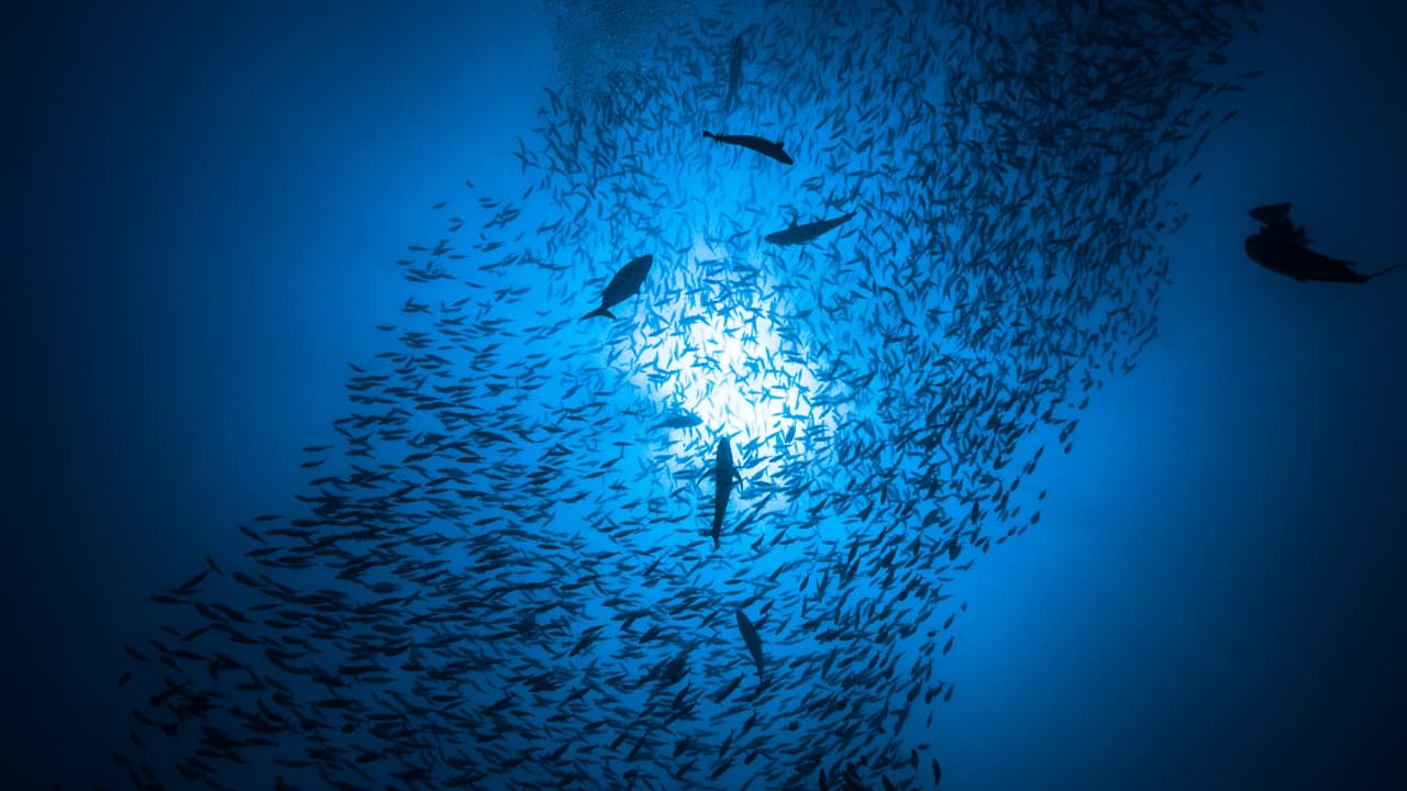 Antarctica’s Hidden Life: Robot ‘Lassie’ Finds Icefish Nests Below the ...
