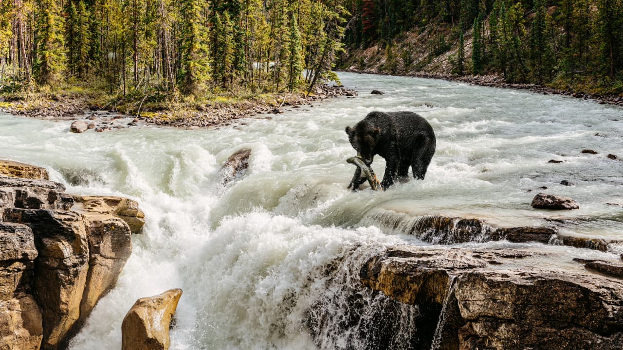 Why Alaska’s Salmon Rivers Are Turning Orange – And What It Means for ...
