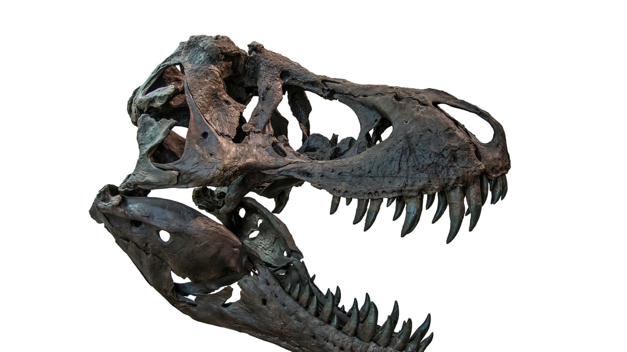 Stunning Fossil Discovery in Mongolia’s Gobi Desert Reveals Oldest Dome ...
